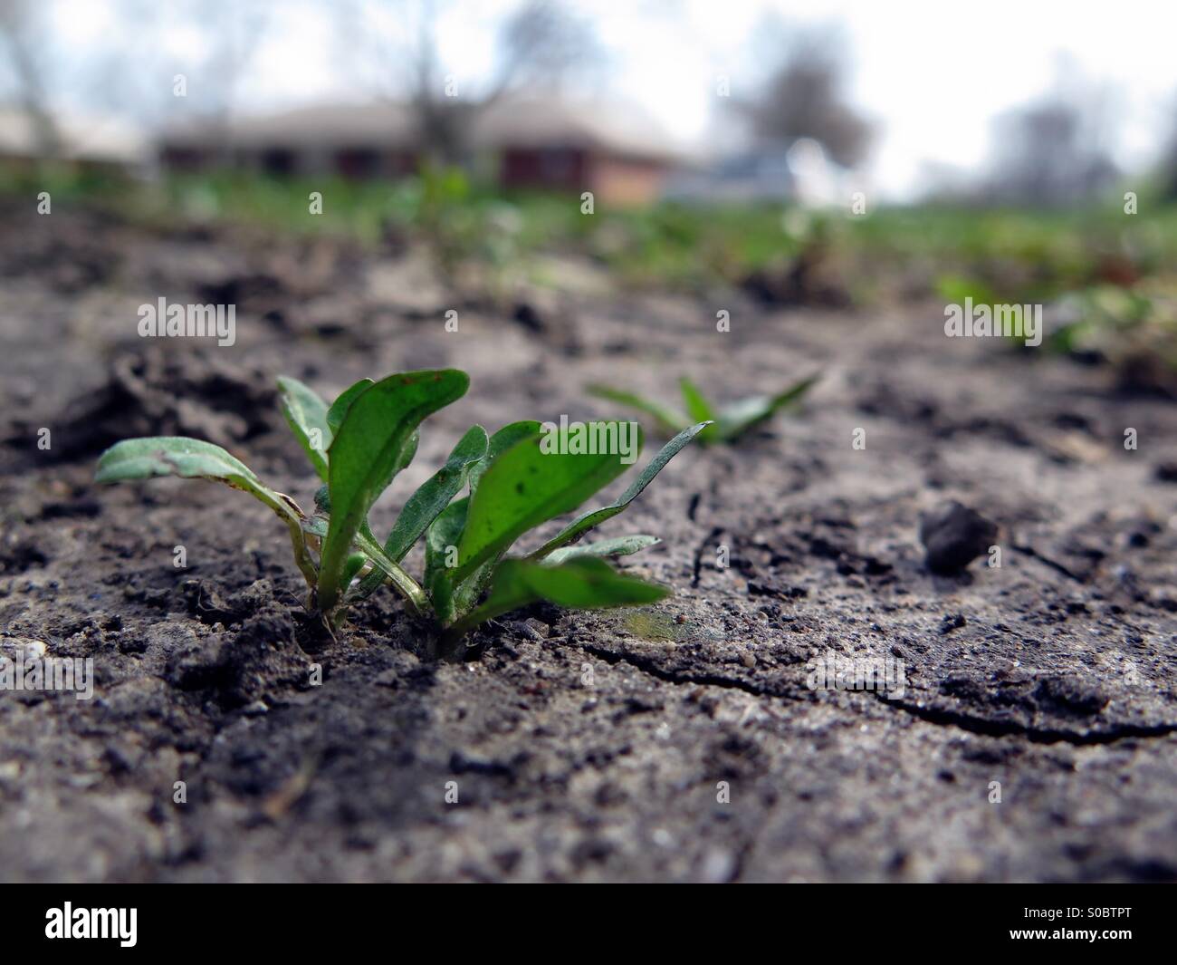 Plants Sprouting Up High Resolution Stock Photography and Images - Alamy