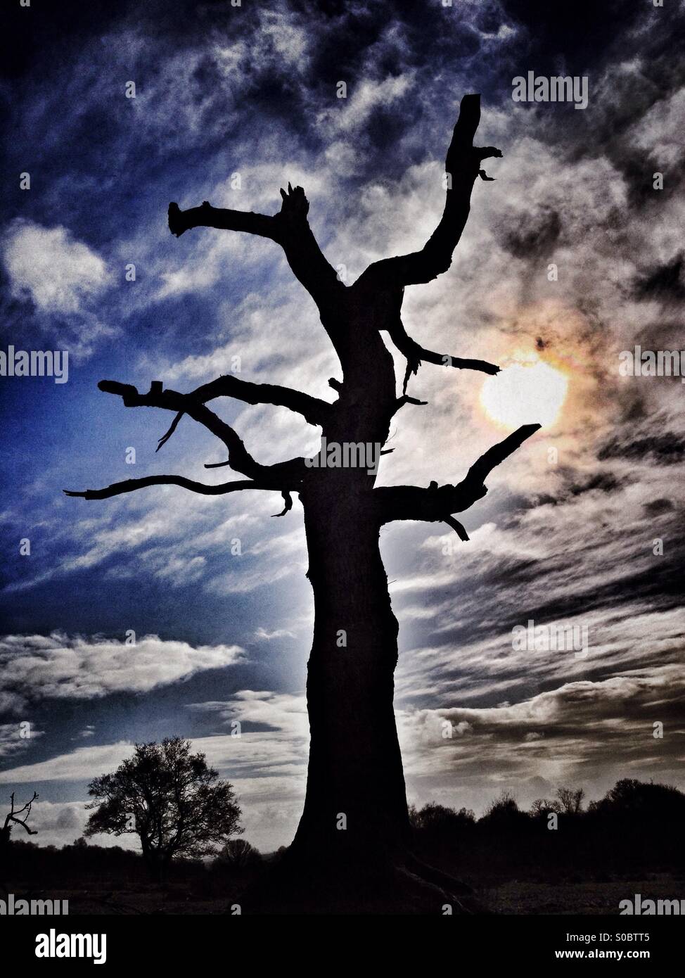 Tree silhouette against sun hi-res stock photography and images - Alamy