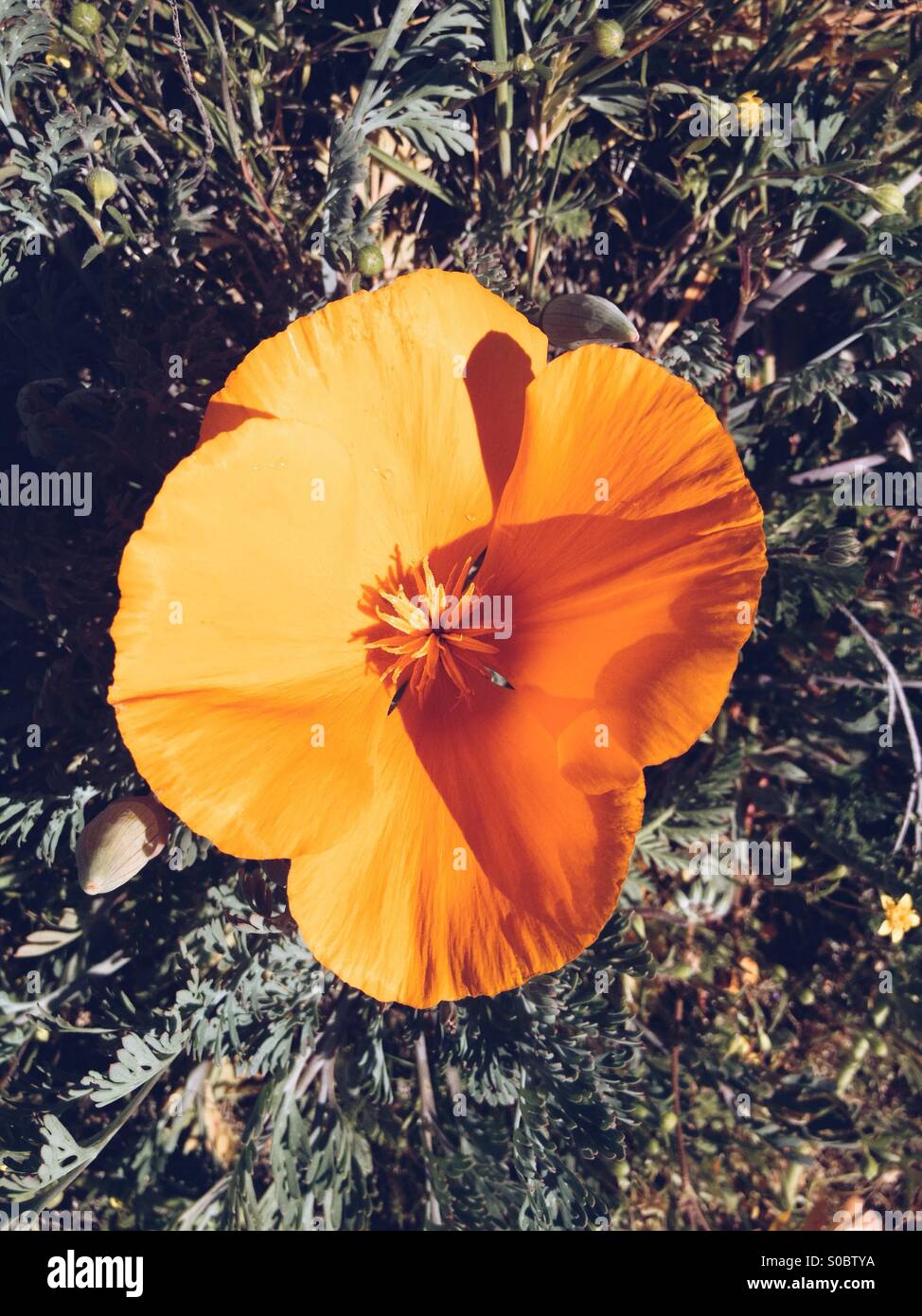Golden poppy hi-res stock photography and images - Alamy