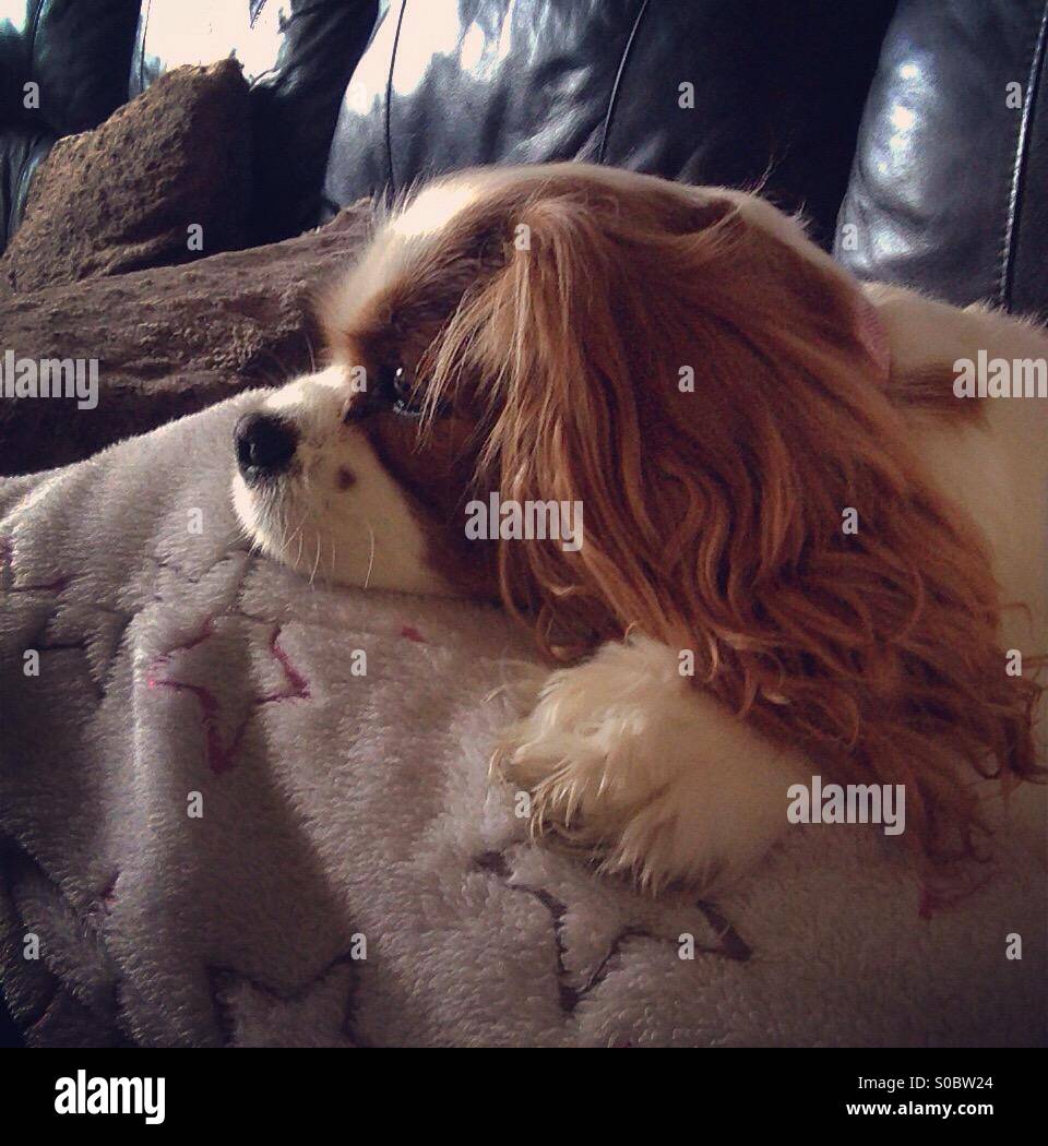 Puppy cuddles hi-res stock photography and images - Alamy