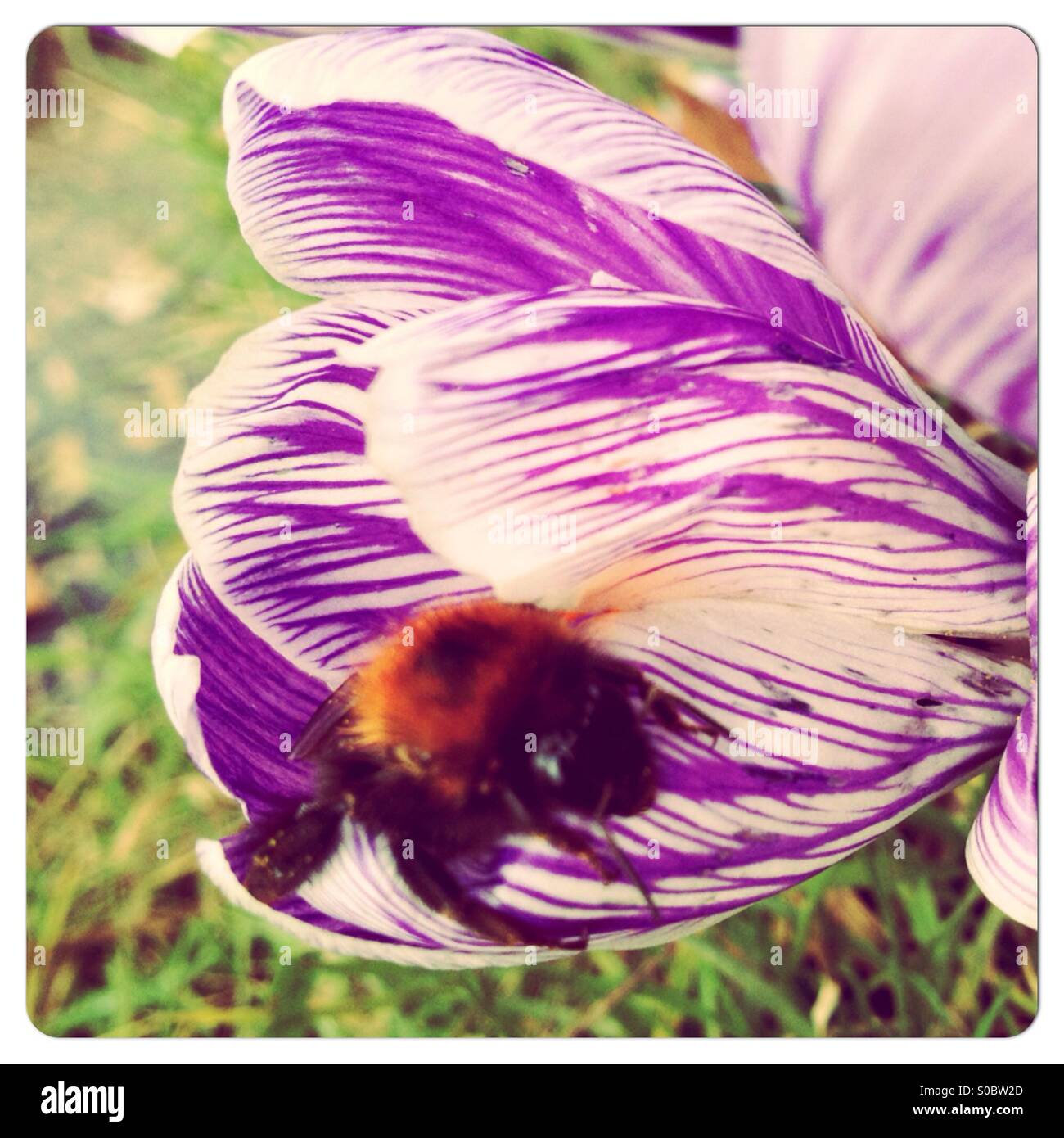 Fat bumble bee hi-res stock photography and images - Alamy