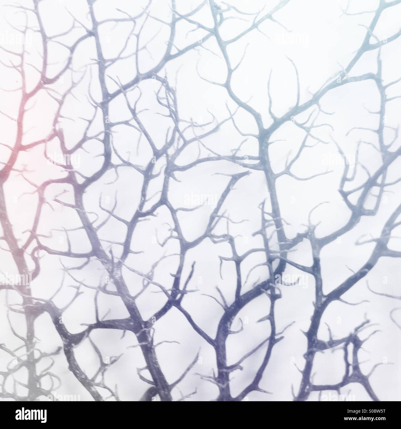 Brain black and white hi-res stock photography and images - Alamy