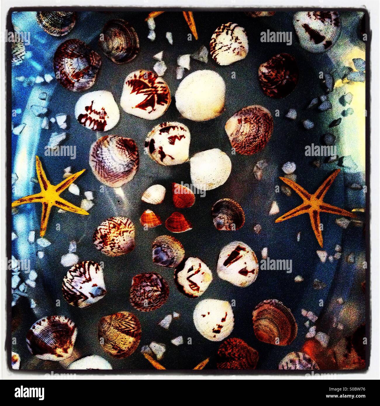 Shells of clams hi-res stock photography and images - Alamy