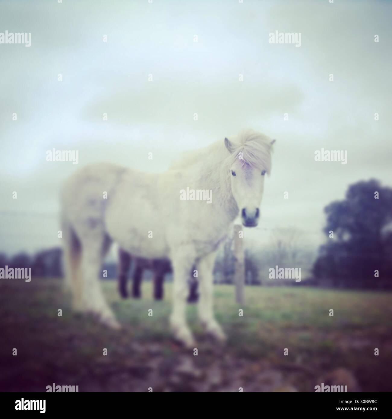 Pretty white pony hi-res stock photography and images - Alamy