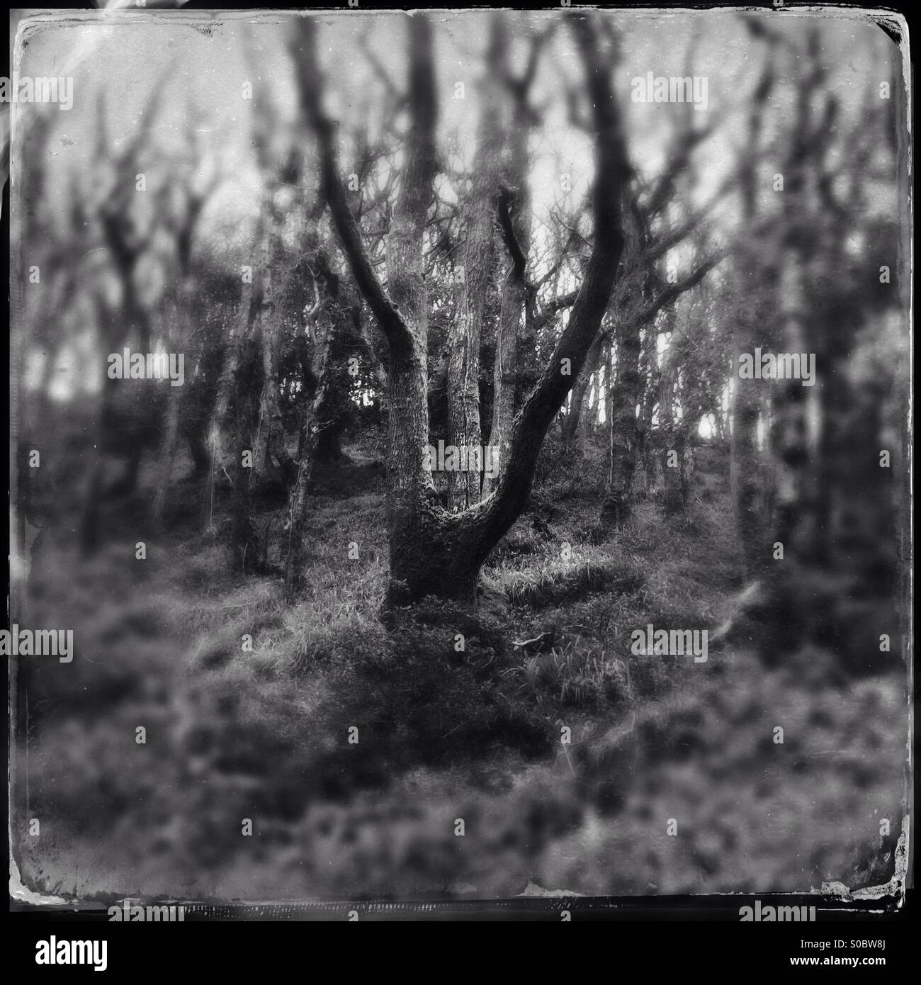 Twin trunks hi-res stock photography and images - Alamy