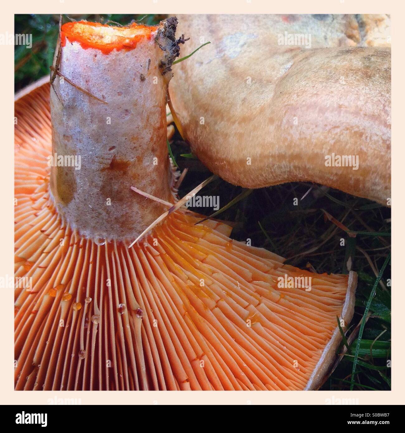 Milk cap mushroom hi-res stock photography and images - Alamy