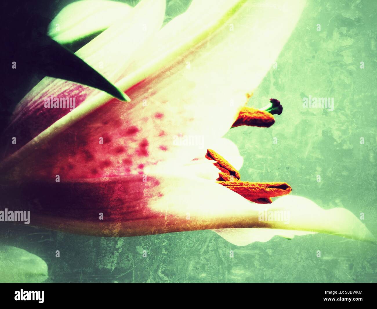 Lilja blomma hi-res stock photography and images - Alamy