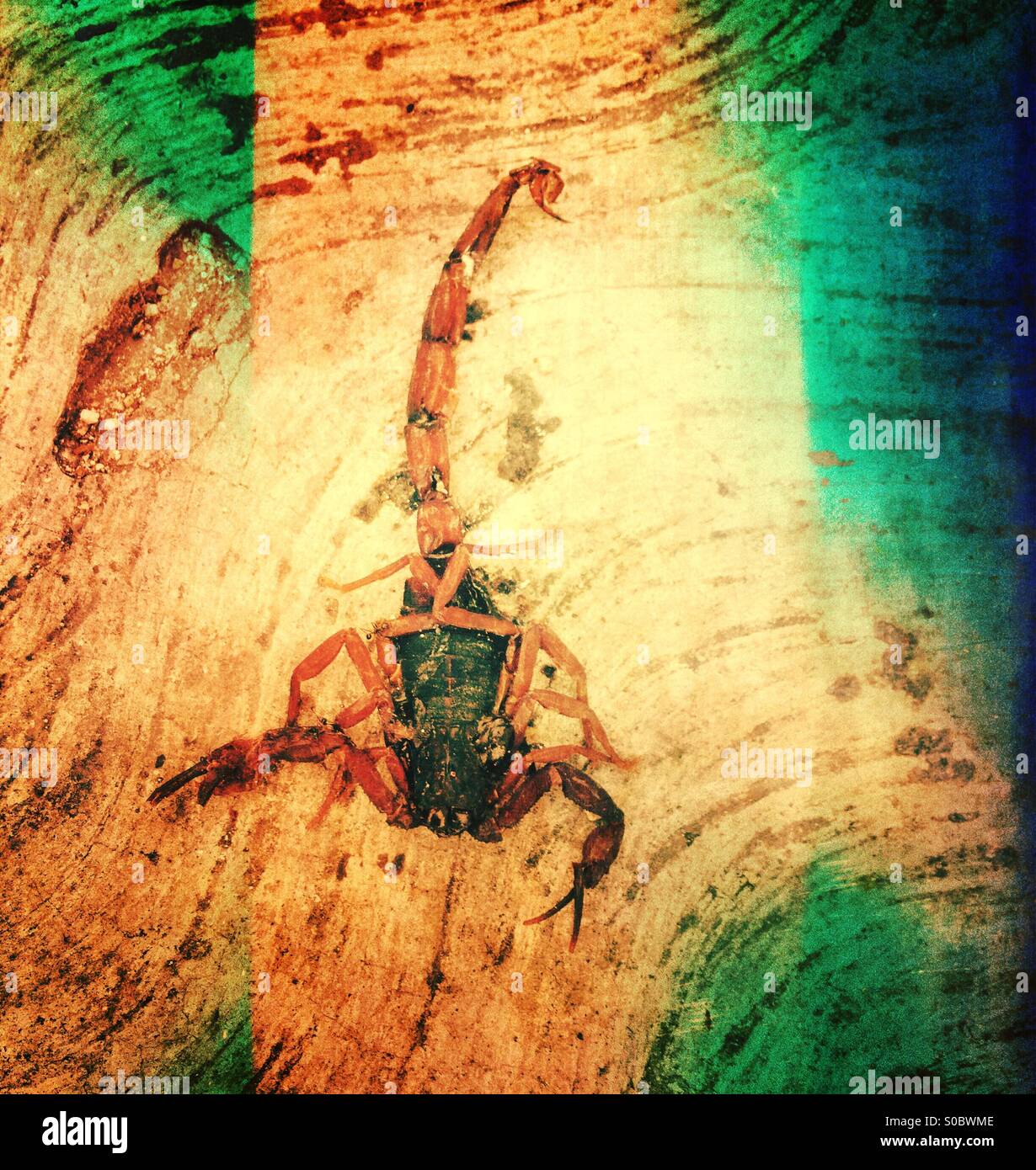 Mexico scorpion hi-res stock photography and images - Alamy