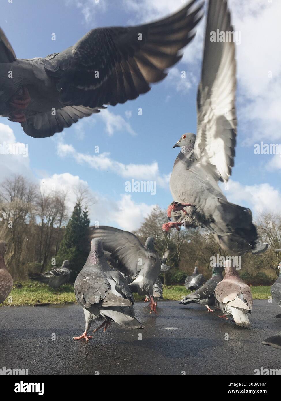 Inflight bird hi-res stock photography and images - Alamy