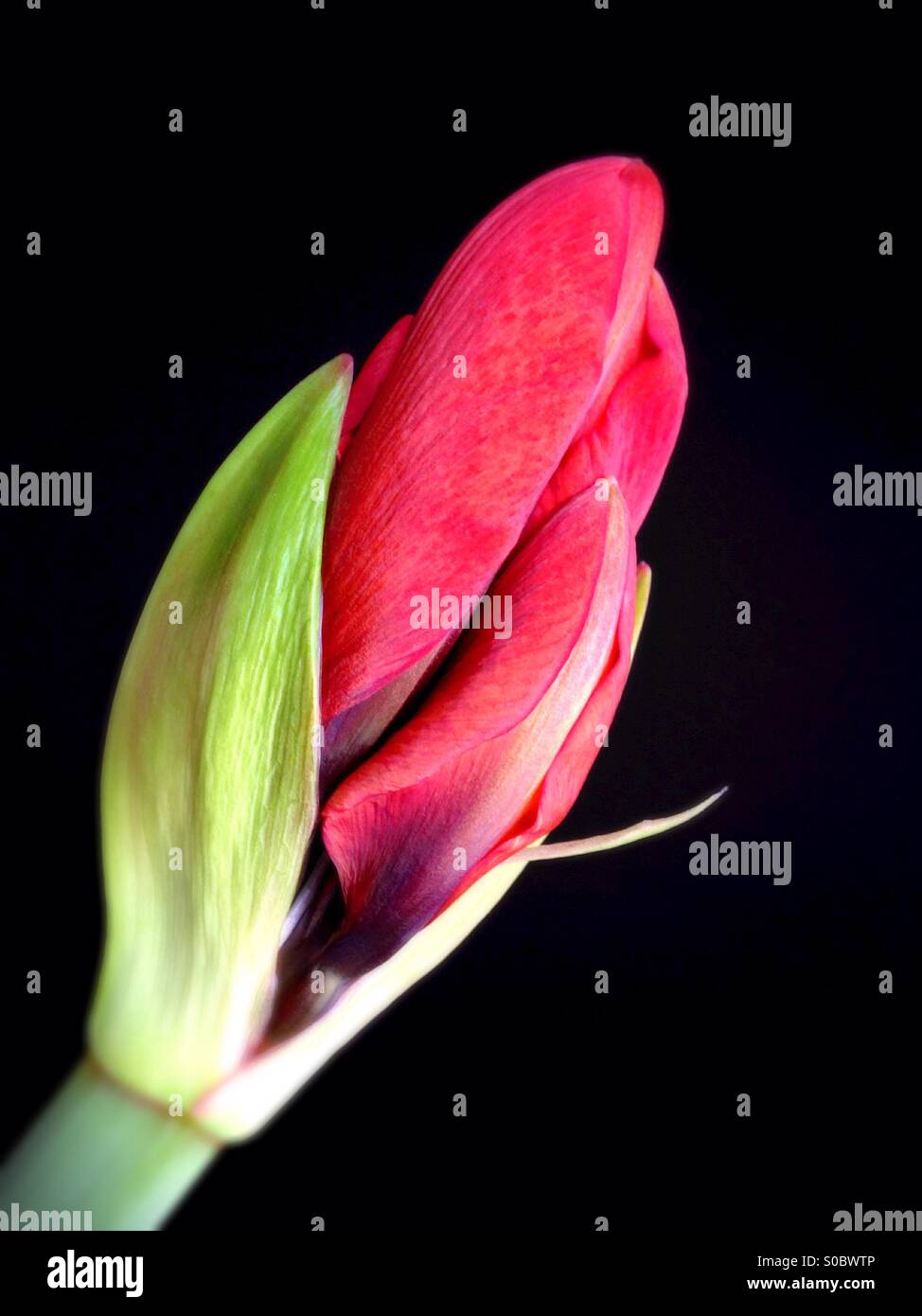 Bud amaryllis hi-res stock photography and images - Alamy