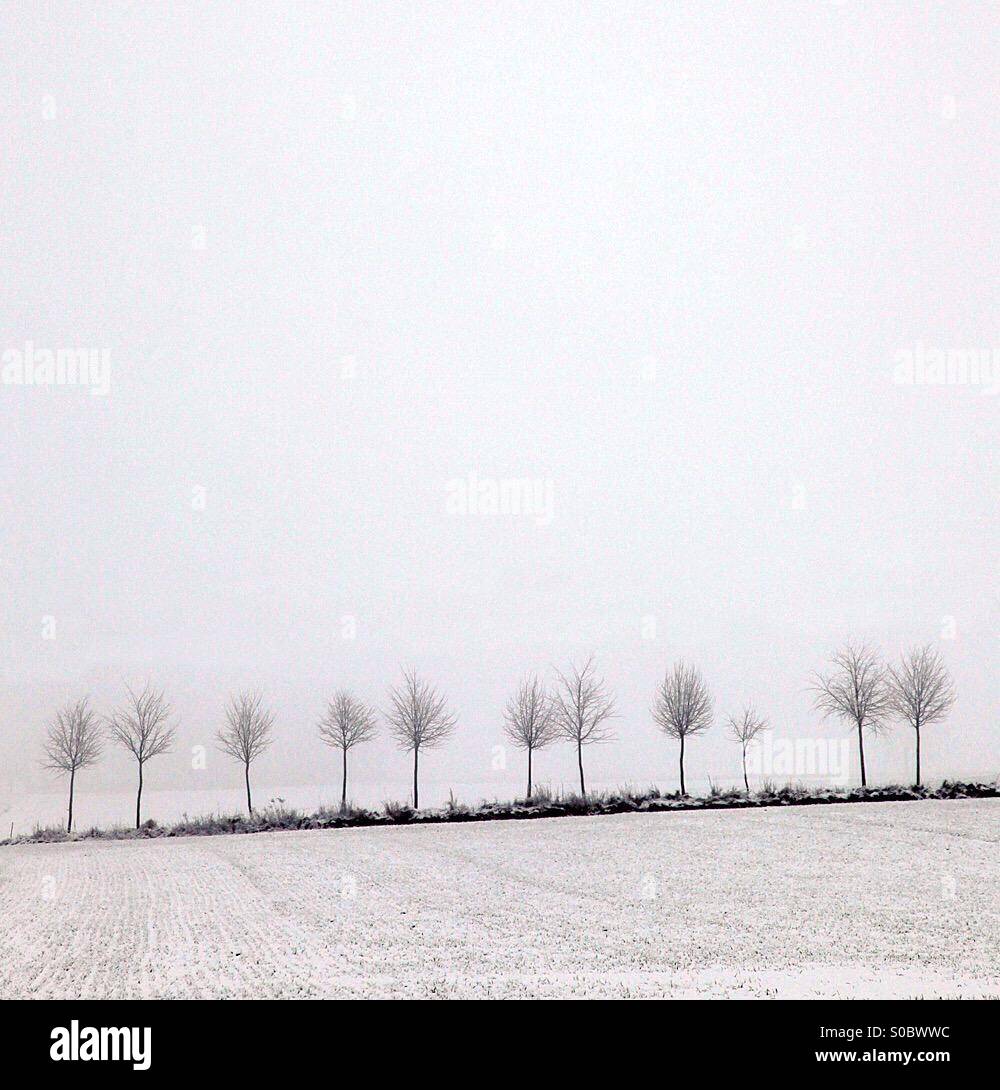 Line of trees Stock Photo - Alamy