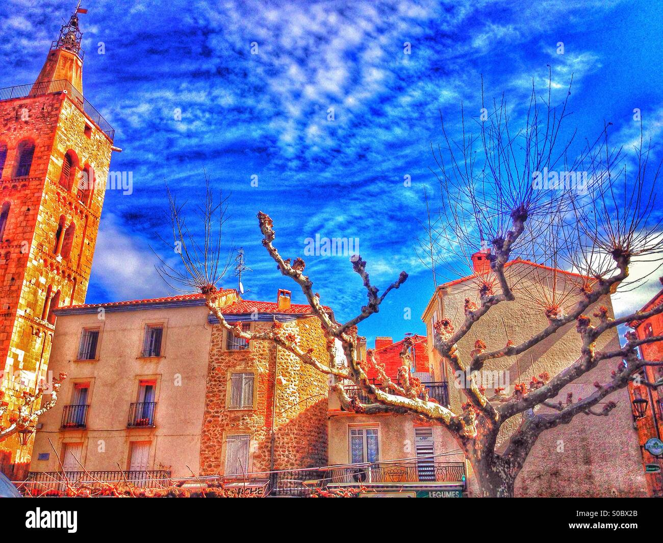 Pollard Tree High Resolution Stock Photography and Images - Alamy