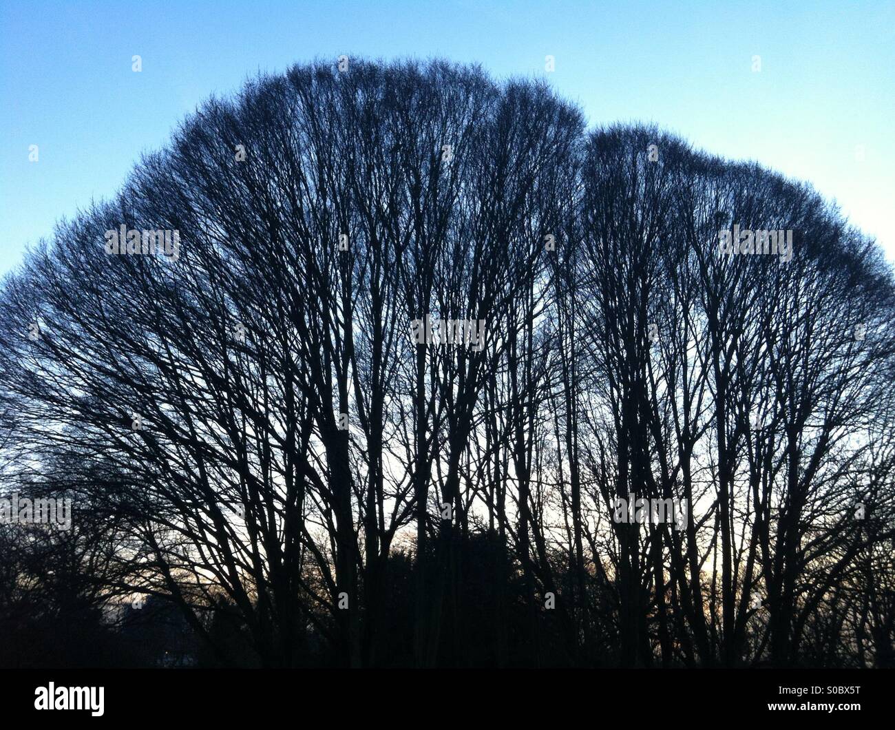 Amazing trees hi-res stock photography and images - Alamy