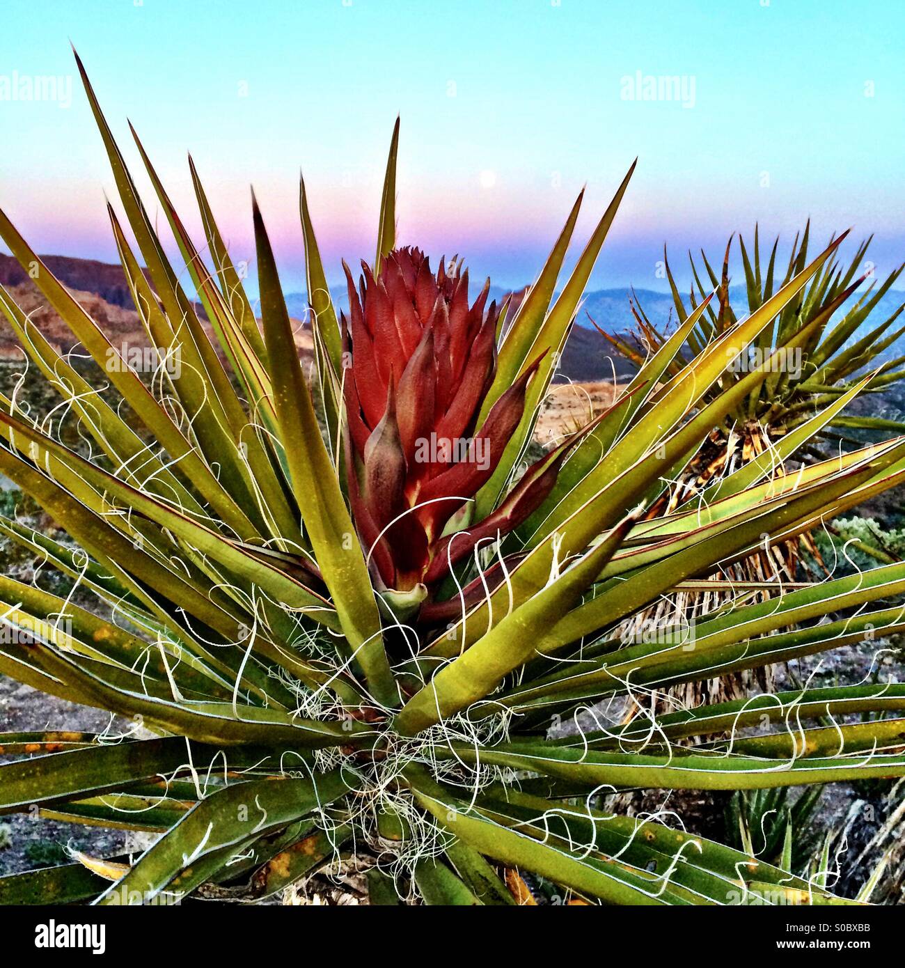 Moonrise yucca hi-res stock photography and images - Alamy