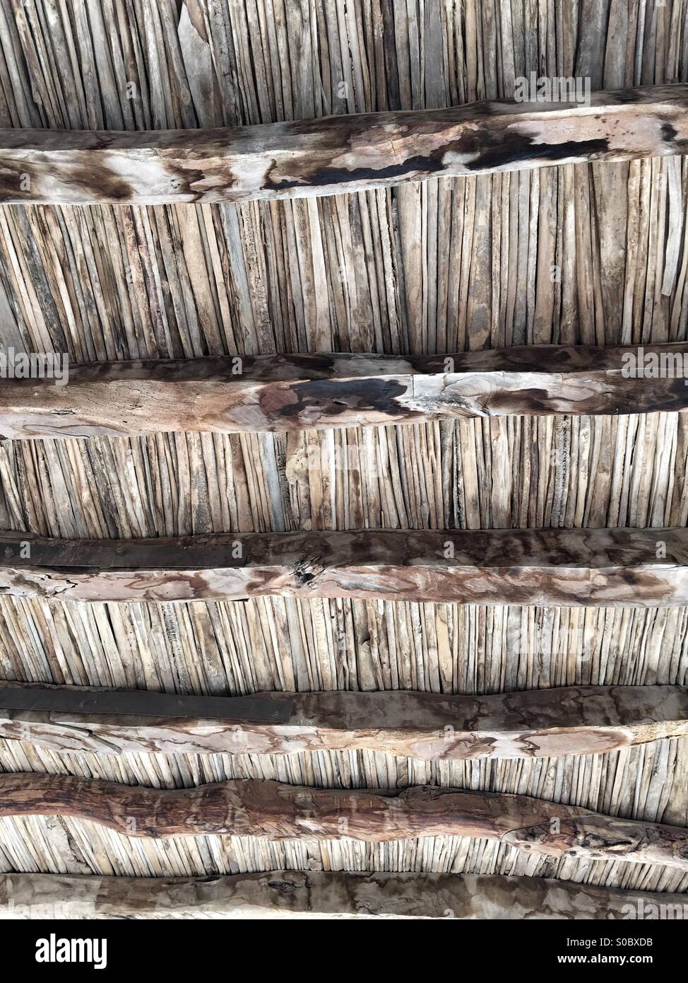 Tree ceiling hi-res stock photography and images - Alamy