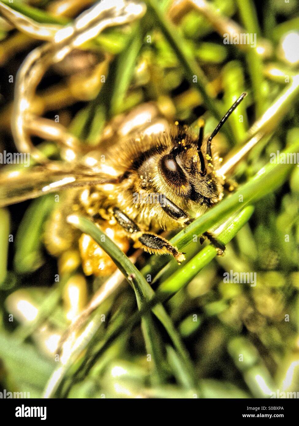 Buzz on bees smartphone stock photos and images - Alamy
