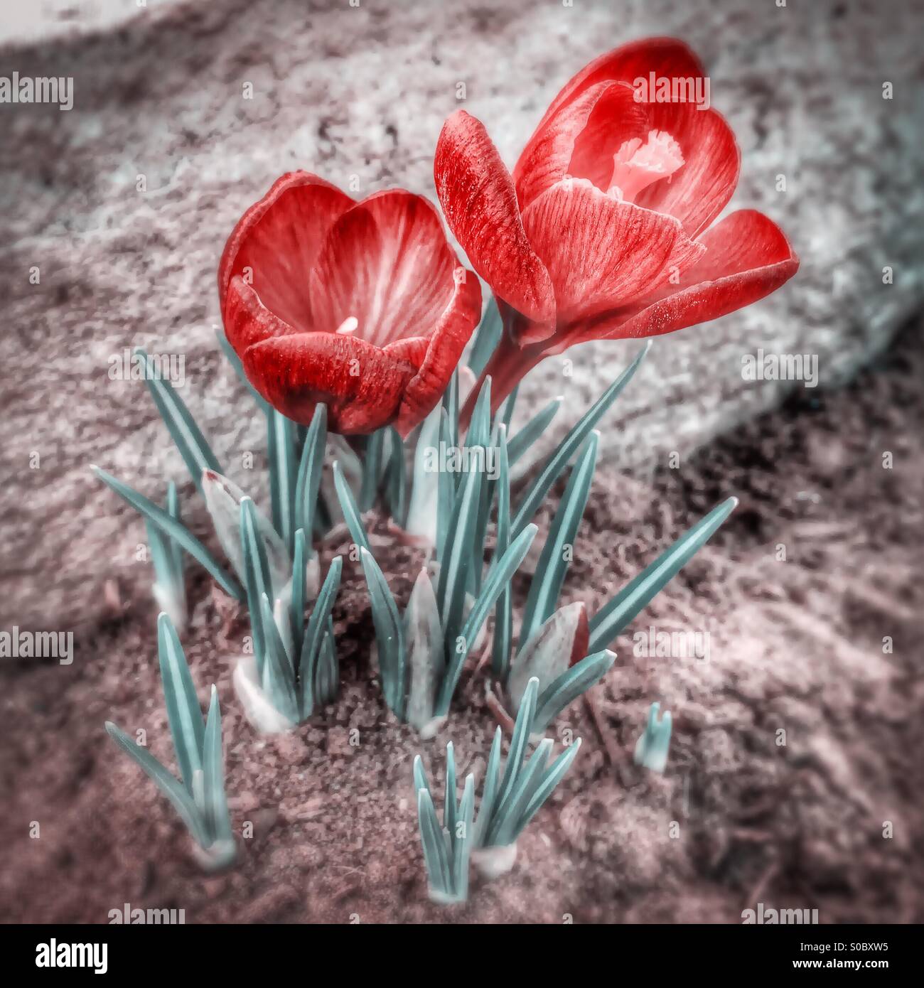 Red Crocus Spring Bulbs