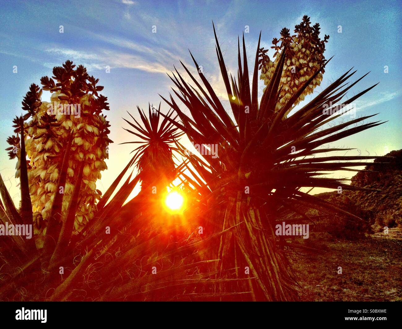 Yucca bloom hi-res stock photography and images - Alamy