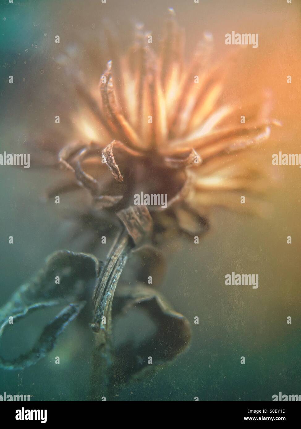 Flower decay hi-res stock photography and images - Alamy