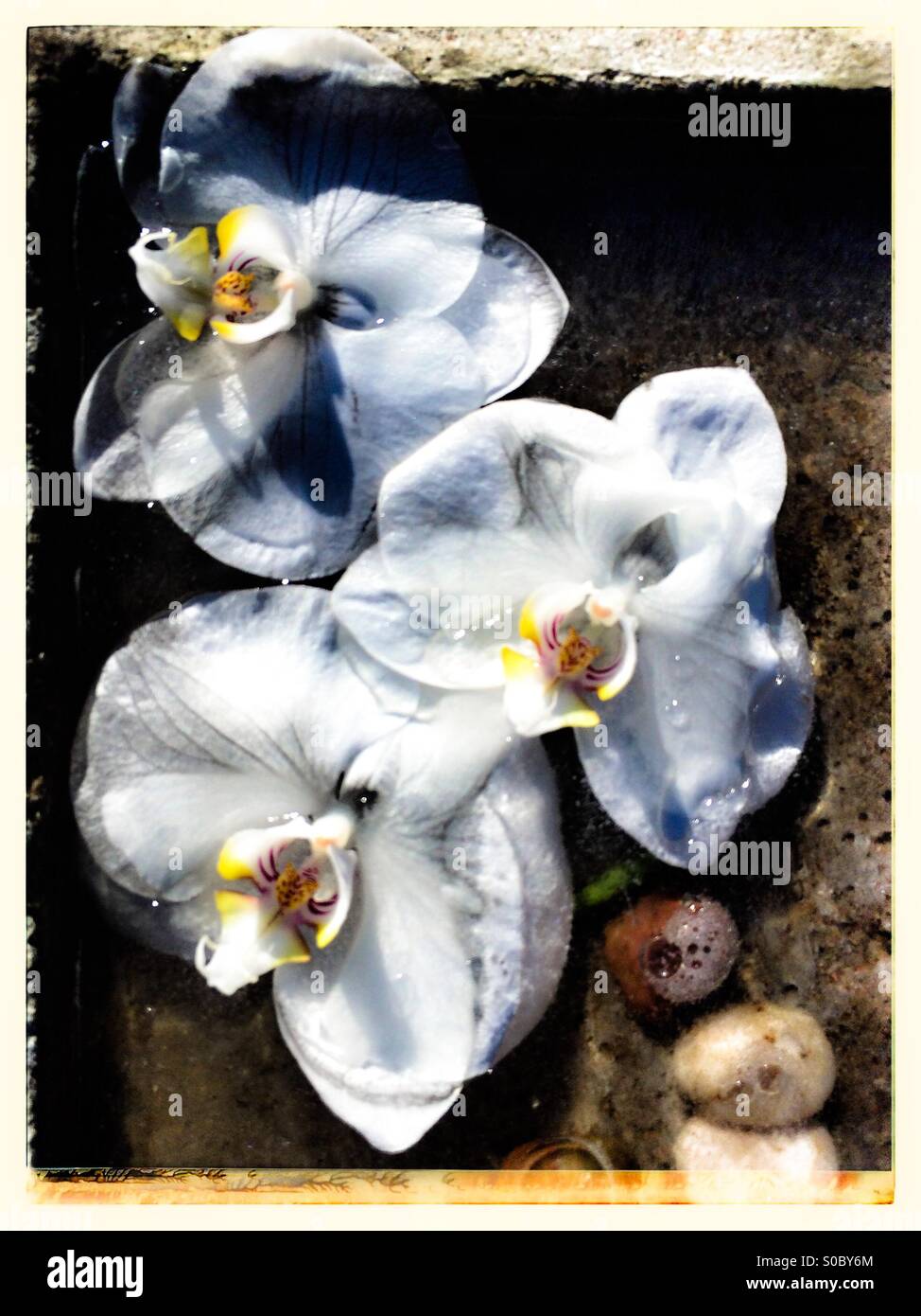 Orkide hi-res stock photography and images - Alamy