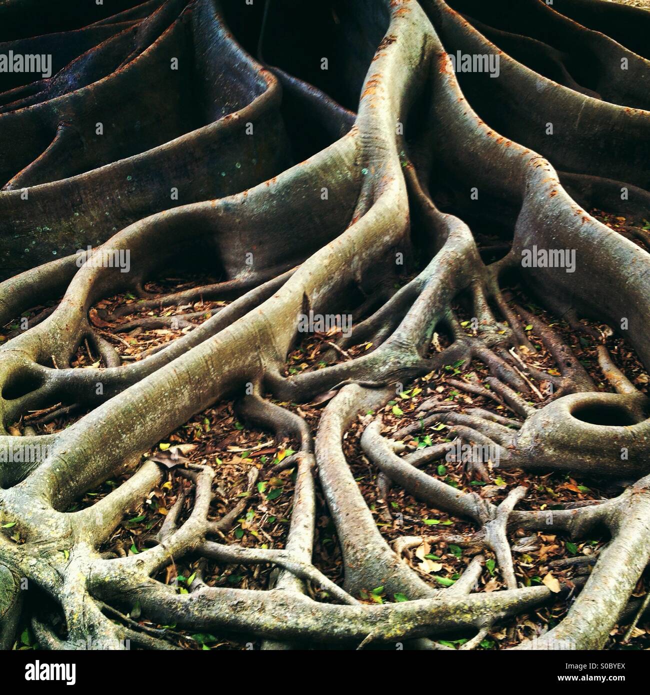 No roots hi-res stock photography and images - Alamy