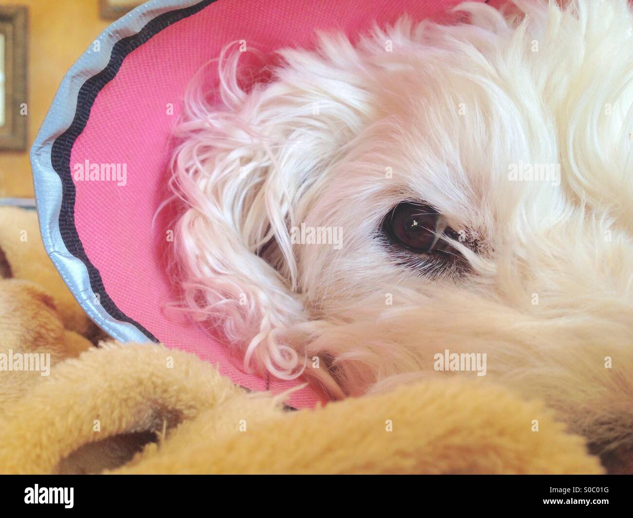 Pink white eye hi-res stock photography and images - Alamy