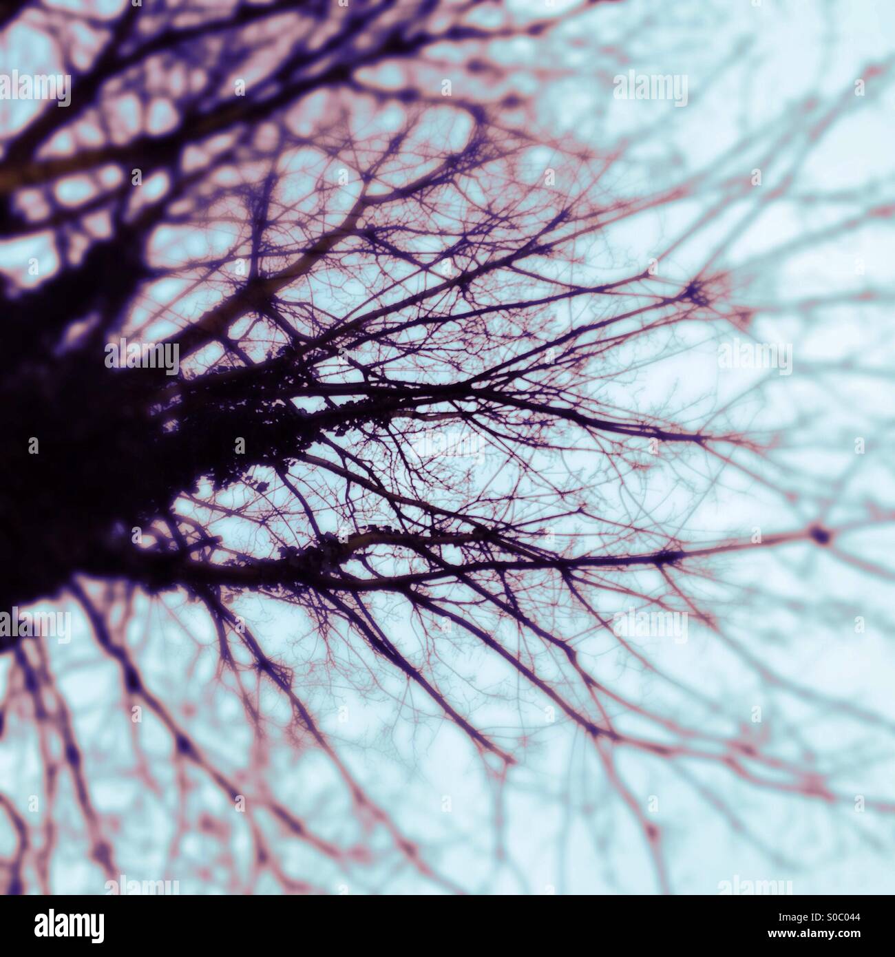 Tree veins hi-res stock photography and images - Alamy