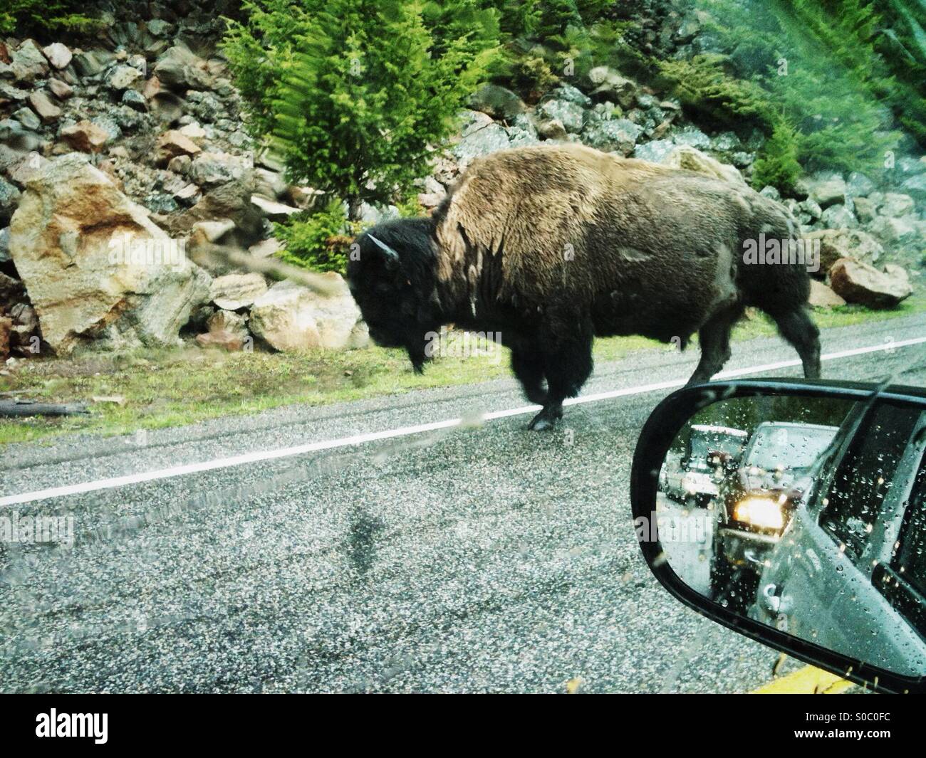 Mature bison crossing road at Yellowstone national park Stock Photo - Alamy