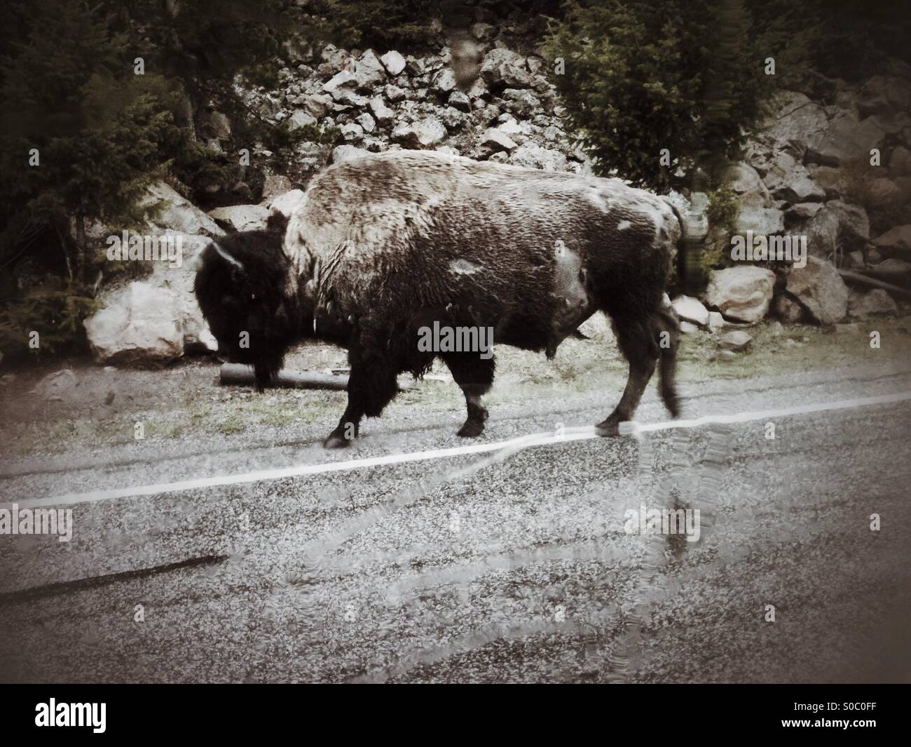 Old bison on a side of the road in Yellowstone Stock Photo - Alamy