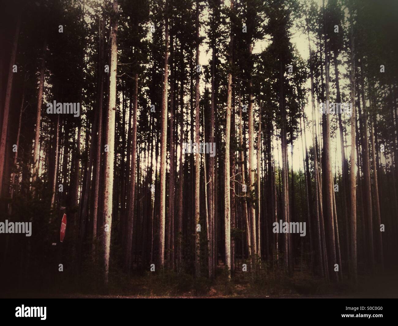 Forest in Yellowstone Stock Photo - Alamy