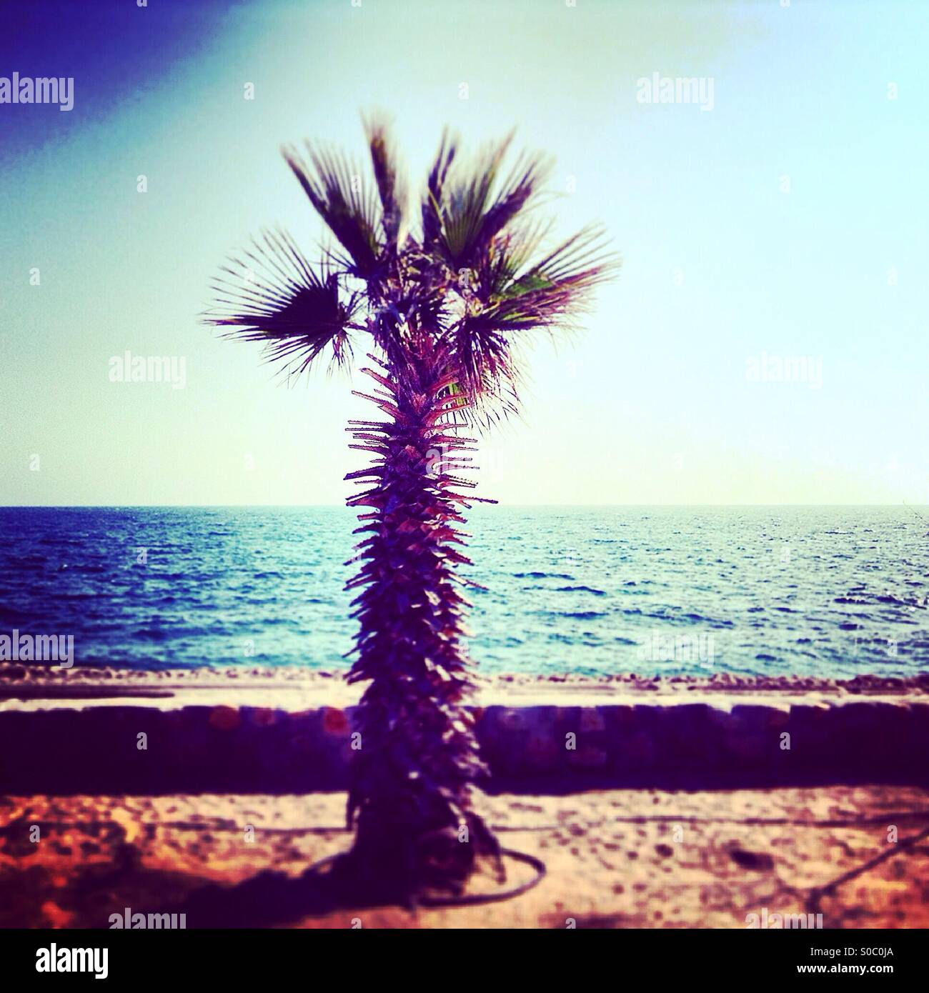 Pall tree at beach Stock Photo - Alamy