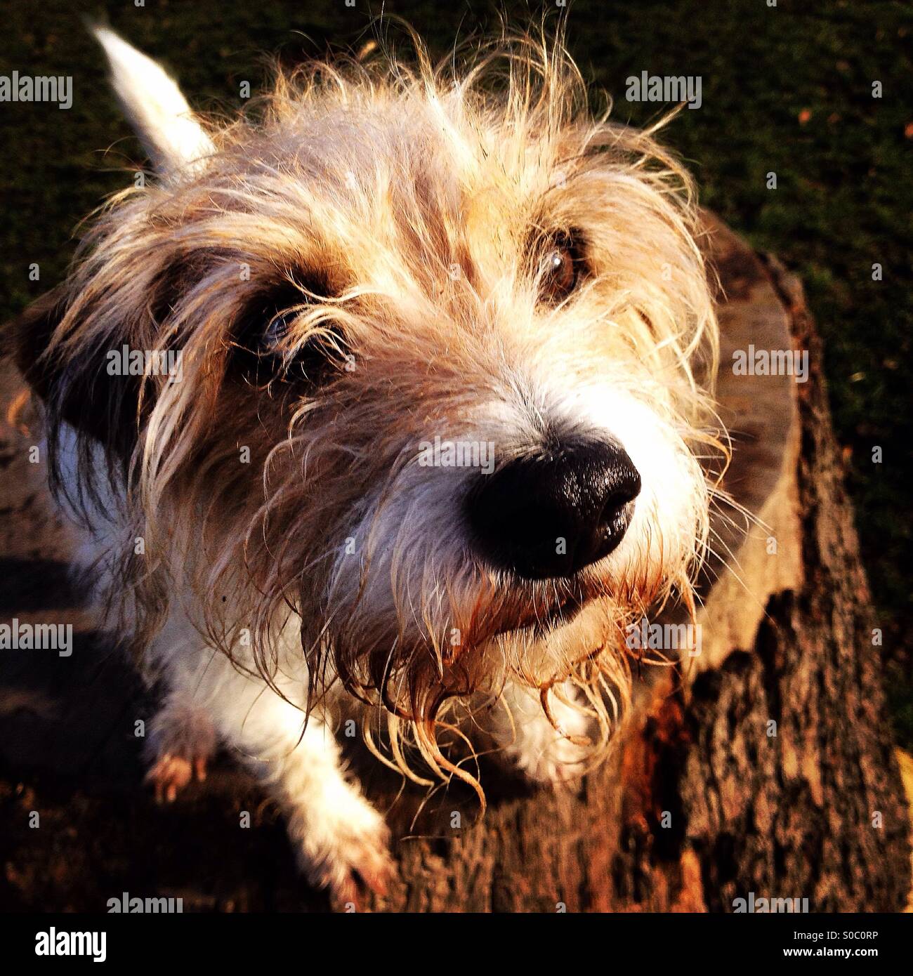 Log looking up to camera Stock Photo - Alamy