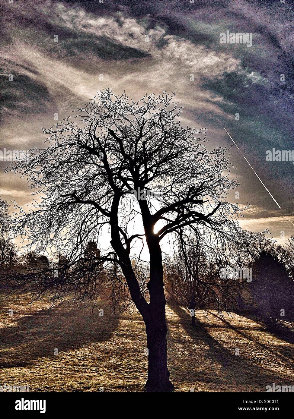 Tree in a park with long early morning shadows from sunrise Stock Photo ...