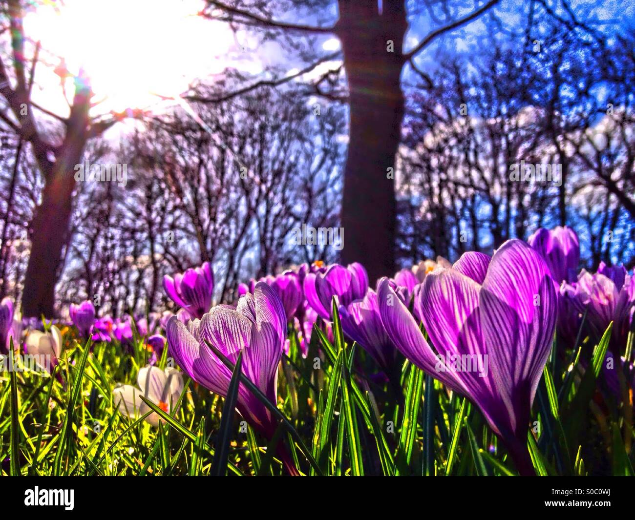Crocus in sunlight Stock Photo - Alamy
