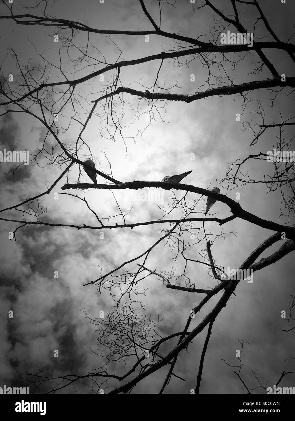 Three birds on tree branches Stock Photo - Alamy