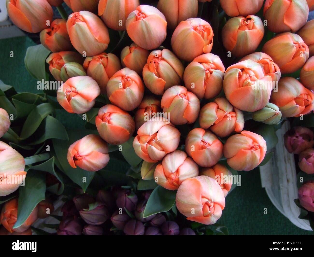Purple and peach hi-res stock photography and images - Alamy