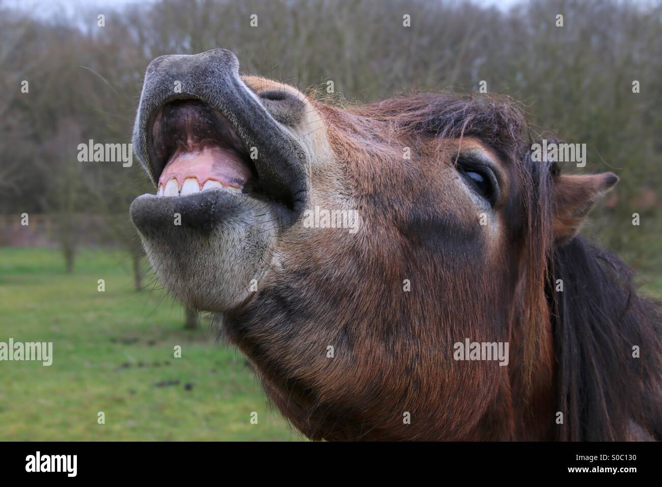 Happy Horse High Resolution Stock Photography and Images - Alamy