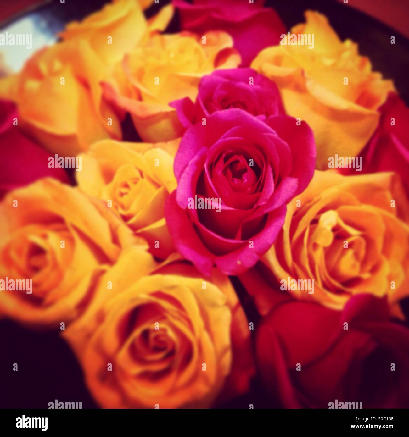 Orange and pink roses Stock Photo - Alamy