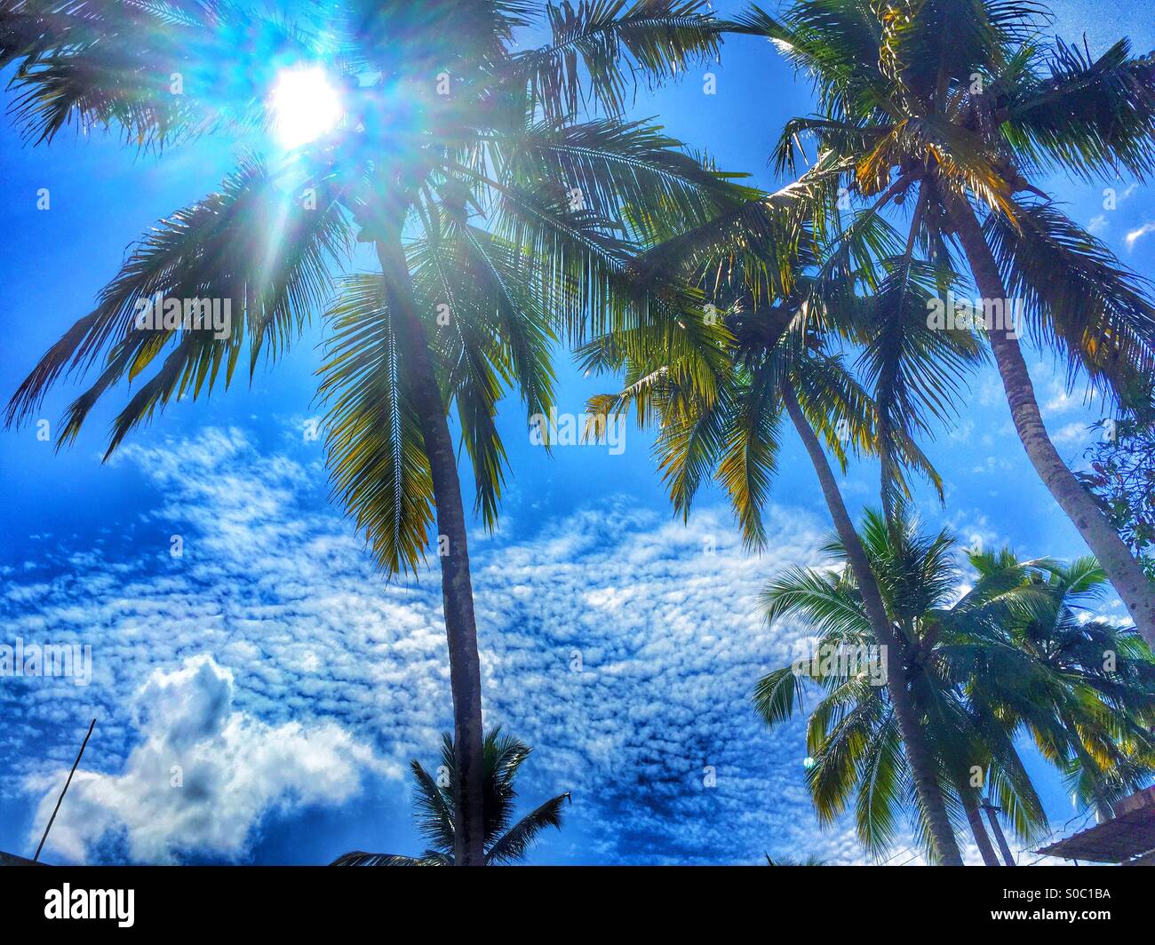 Coconut tree leaves hi-res stock photography and images - Alamy
