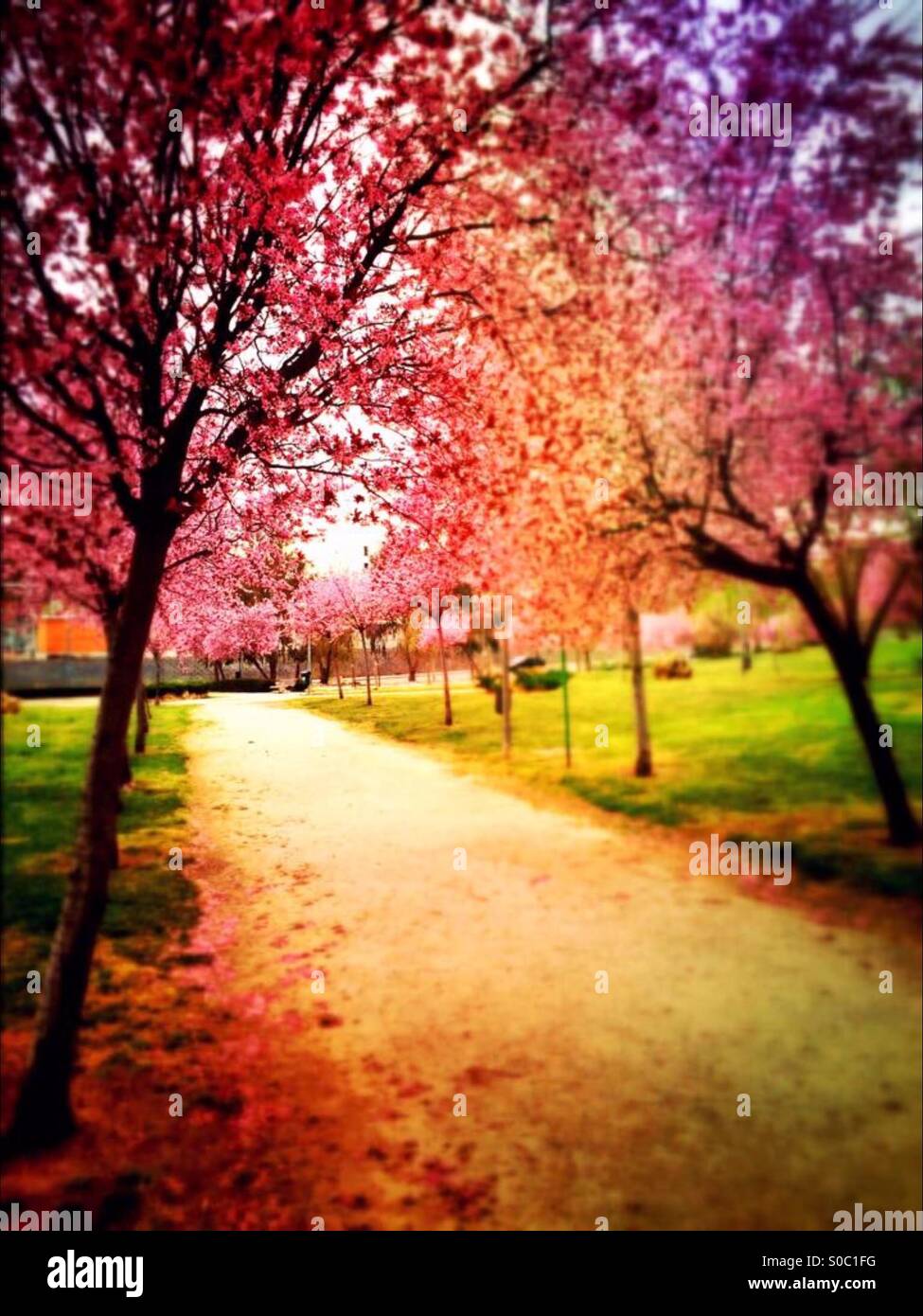 Explosion of Spring Stock Photo - Alamy