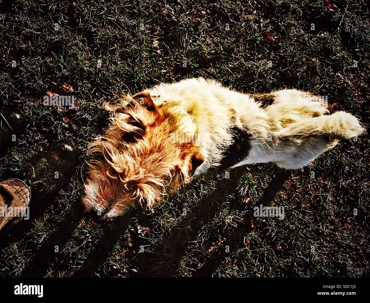 Dog by feet hi-res stock photography and images - Alamy