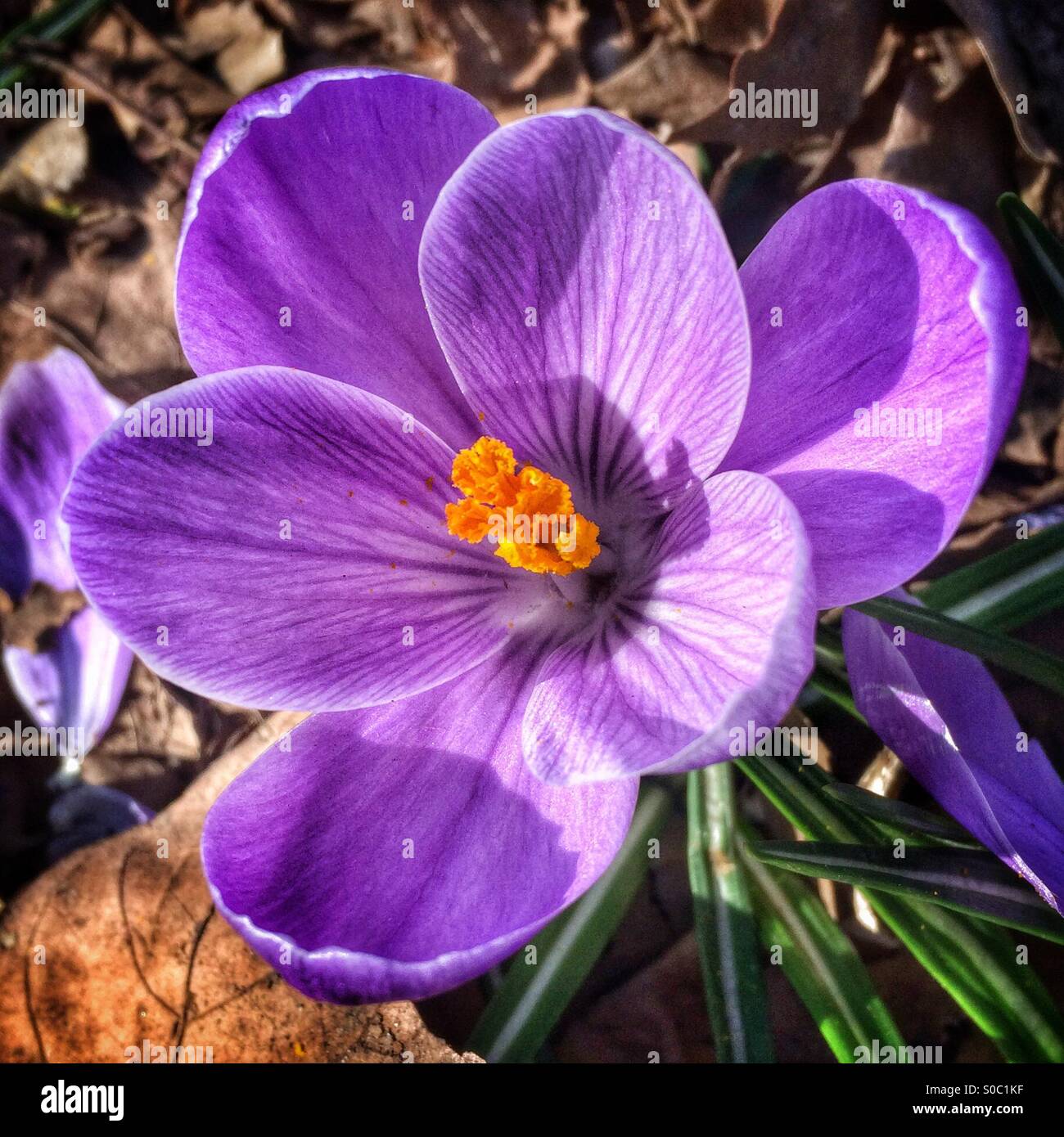 A purple crocus Stock Photo - Alamy