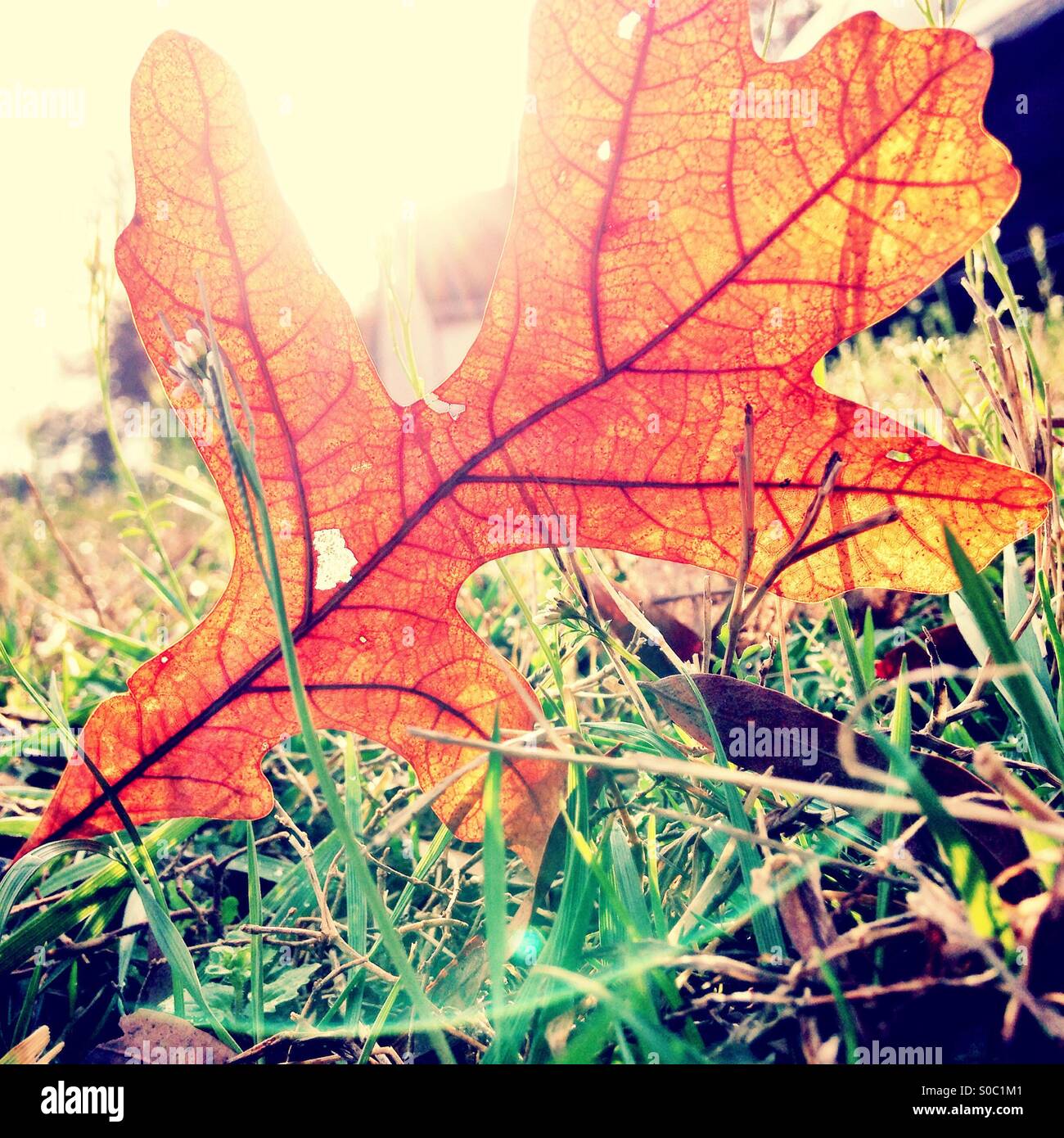 Fallen oak leaf Stock Photo - Alamy