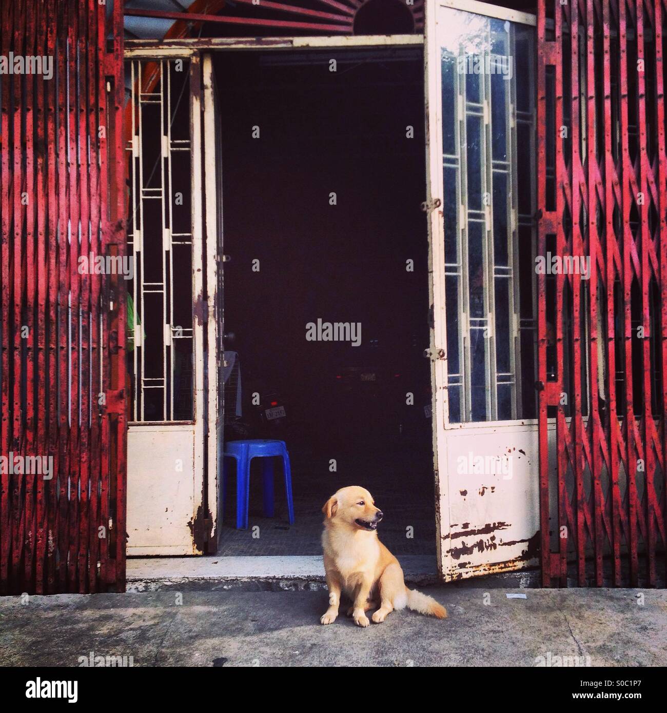 Shutter dog hi-res stock photography and images - Alamy