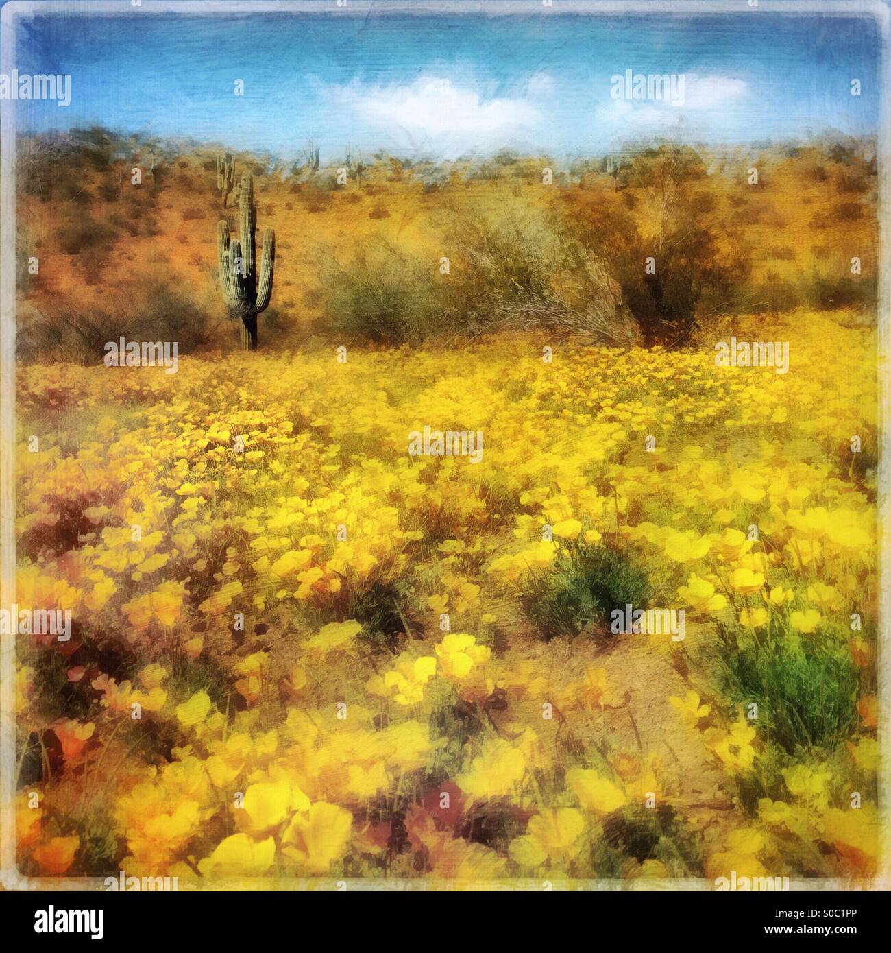 Desert poppies hi-res stock photography and images - Alamy