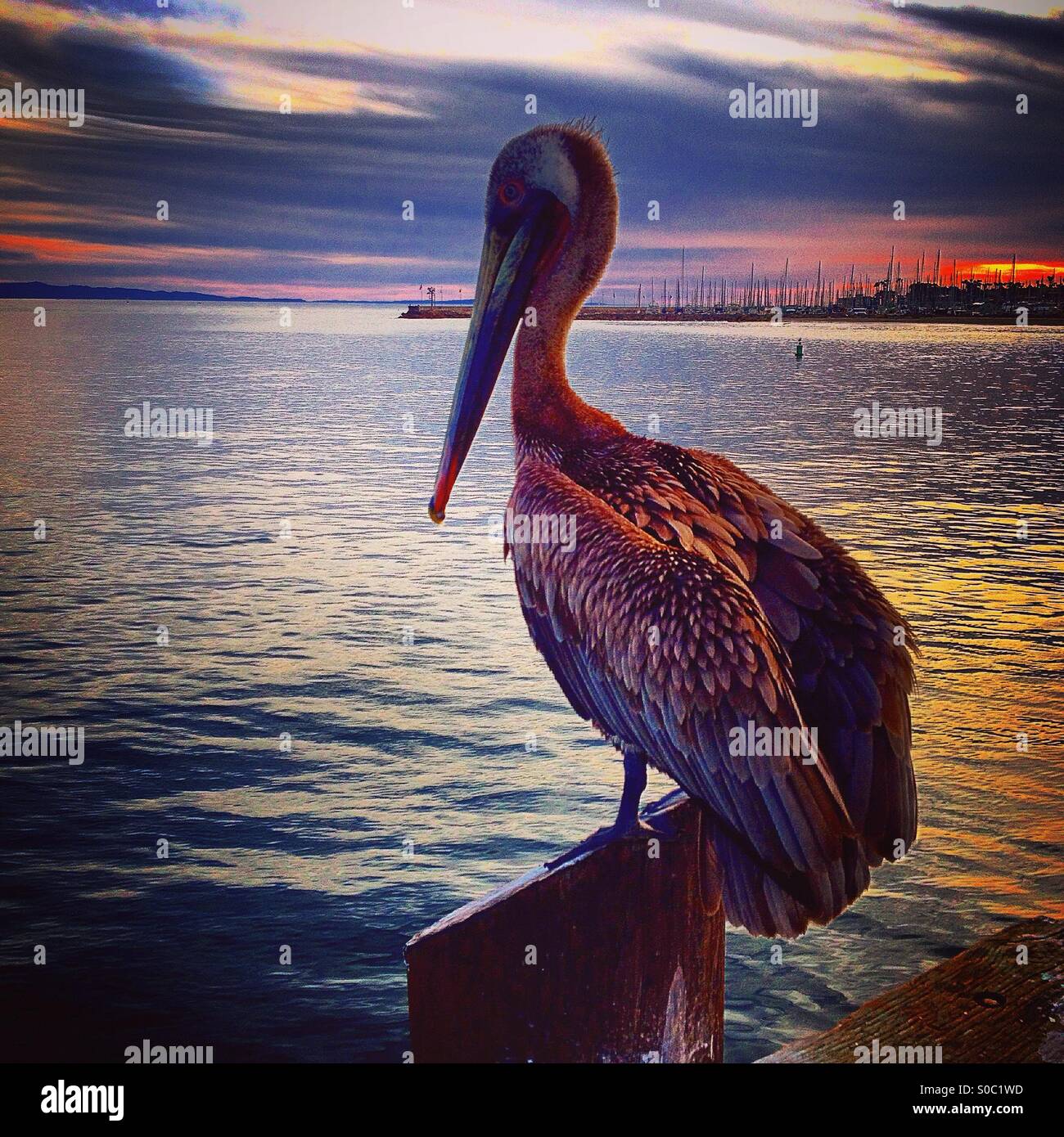 Pelican sitting hi-res stock photography and images - Alamy