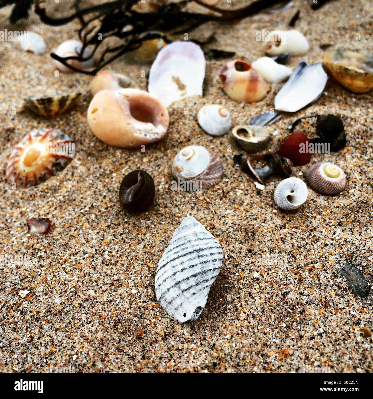 Seaweed shells beach hi-res stock photography and images - Alamy