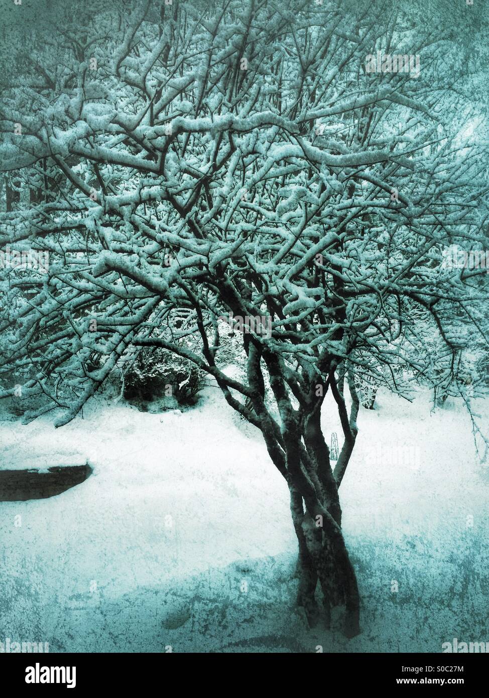 Ghostly snowy tree Stock Photo - Alamy