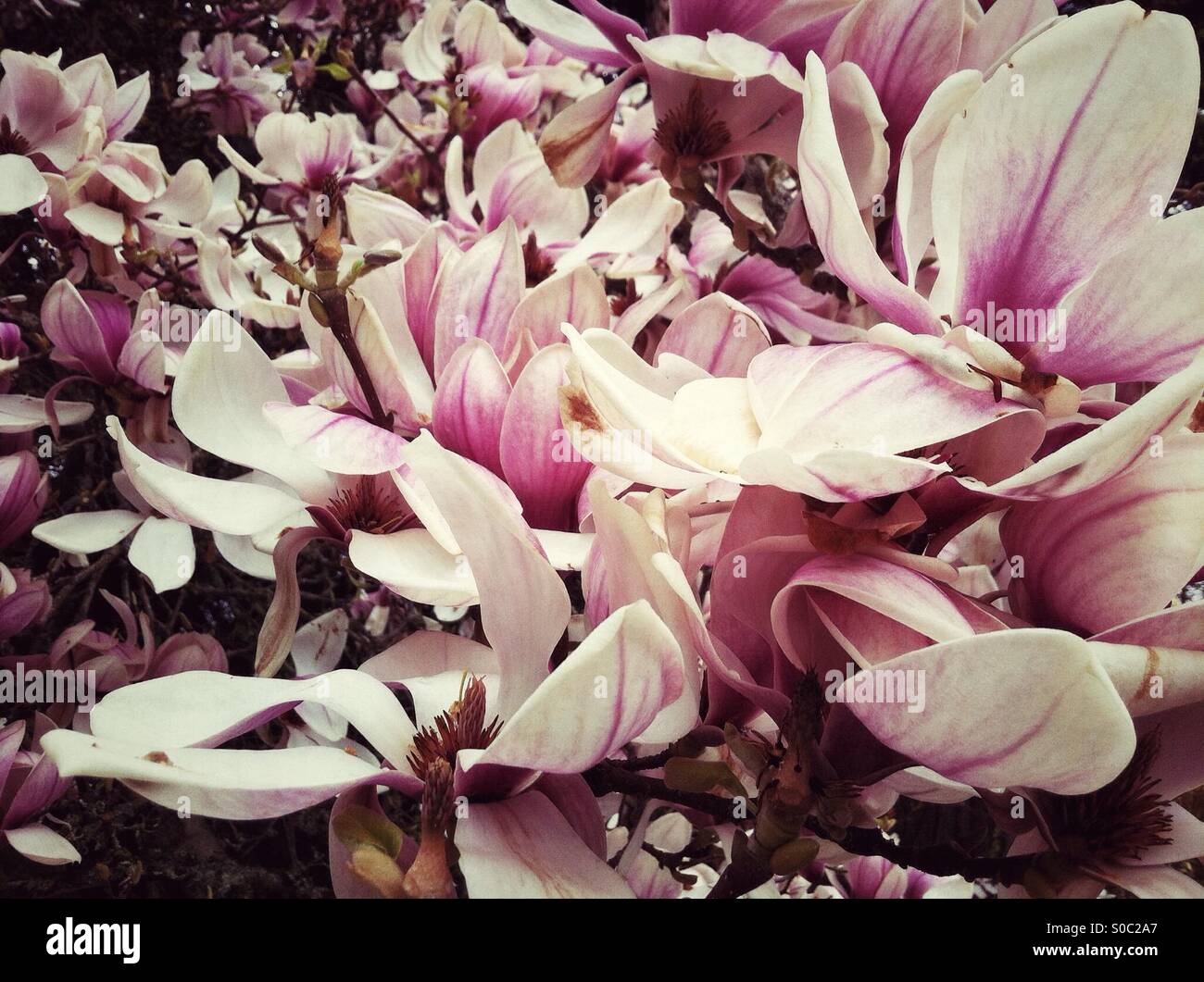 Magnolia tree in full bloom Stock Photo - Alamy