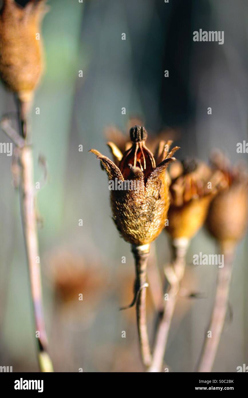 Weird weeds hi-res stock photography and images - Alamy